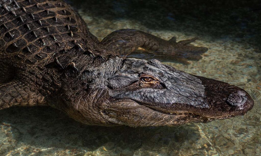 American Alligator | Los Angeles Zoo and Botanical Gardens (LA Zoo)