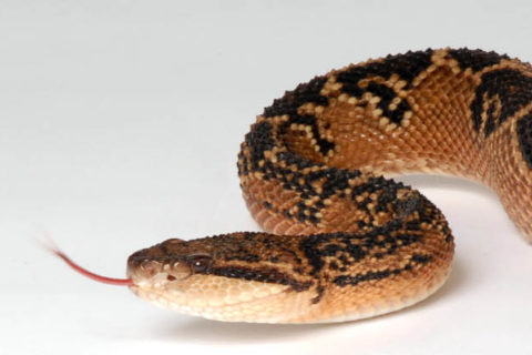 Reptiles | Los Angeles Zoo and Botanical Gardens (LA Zoo)