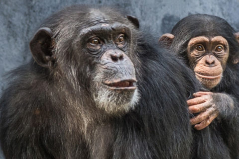 Chimpanzee | Los Angeles Zoo and Botanical Gardens (LA Zoo)
