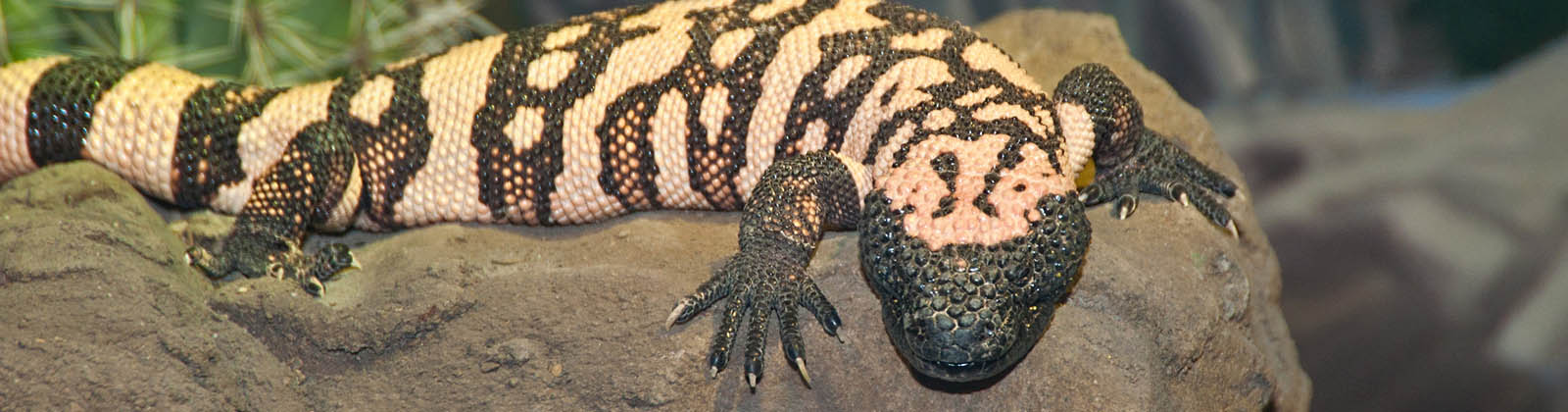 Gila Monster | Los Angeles Zoo and Botanical Gardens (LA Zoo)