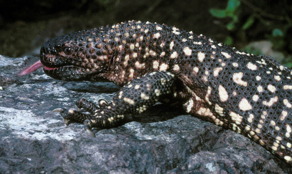Mexican Beaded Lizard | Los Angeles Zoo and Botanical Gardens (LA Zoo)