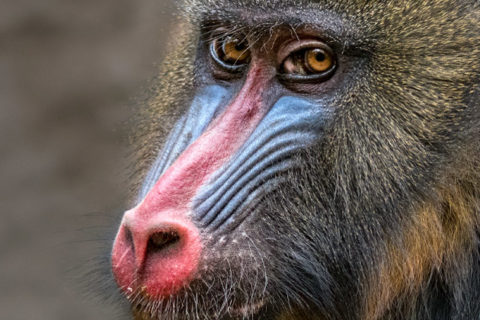 Mandrill | Los Angeles Zoo and Botanical Gardens (LA Zoo)
