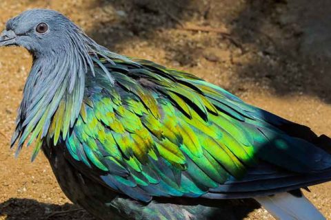 Birds | Los Angeles Zoo and Botanical Gardens (LA Zoo)