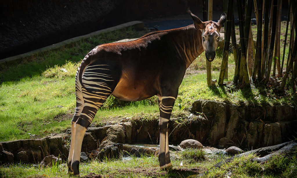 Okapi | Los Angeles Zoo and Botanical Gardens (LA Zoo)