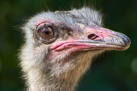 Birds | Los Angeles Zoo and Botanical Gardens (LA Zoo)