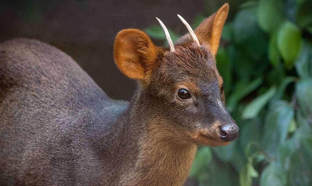 Mammals - Los Angeles Zoo and Botanical Gardens (LA Zoo)