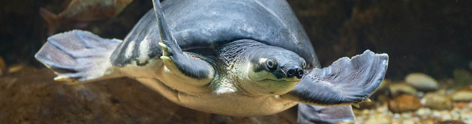 Fly River Turtle | Los Angeles Zoo and Botanical Gardens (LA Zoo)