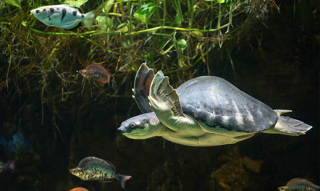 Fly River Turtle - Los Angeles Zoo and Botanical Gardens