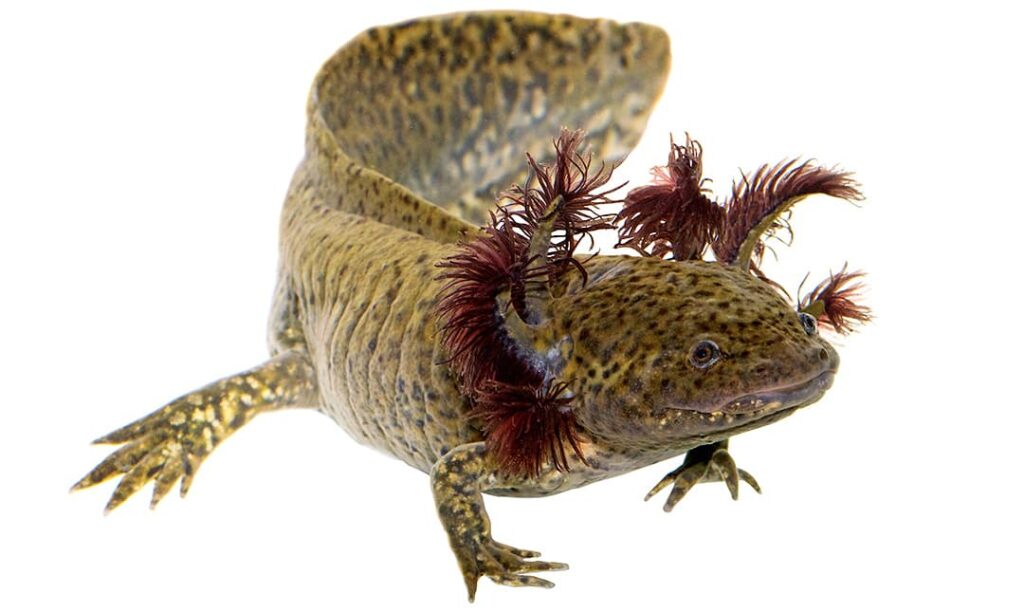 Axolotl | Los Angeles Zoo and Botanical Gardens (LA Zoo)