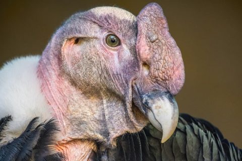 Birds | Los Angeles Zoo and Botanical Gardens (LA Zoo)