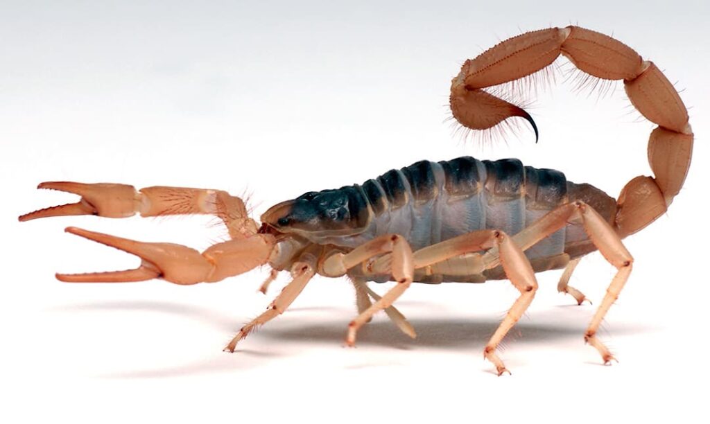 Desert Hairy Scorpion - Los Angeles Zoo and Botanical Gardens