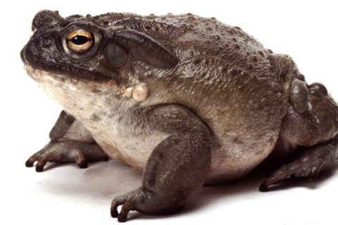 Amphibians | Los Angeles Zoo and Botanical Gardens (LA Zoo)