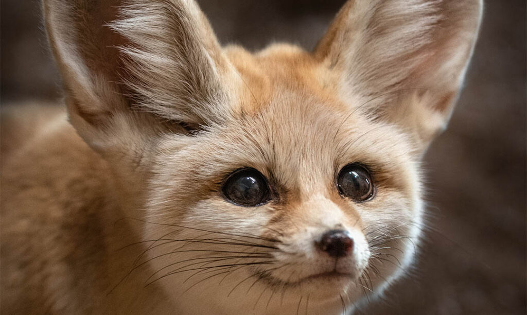 Fennec Fox