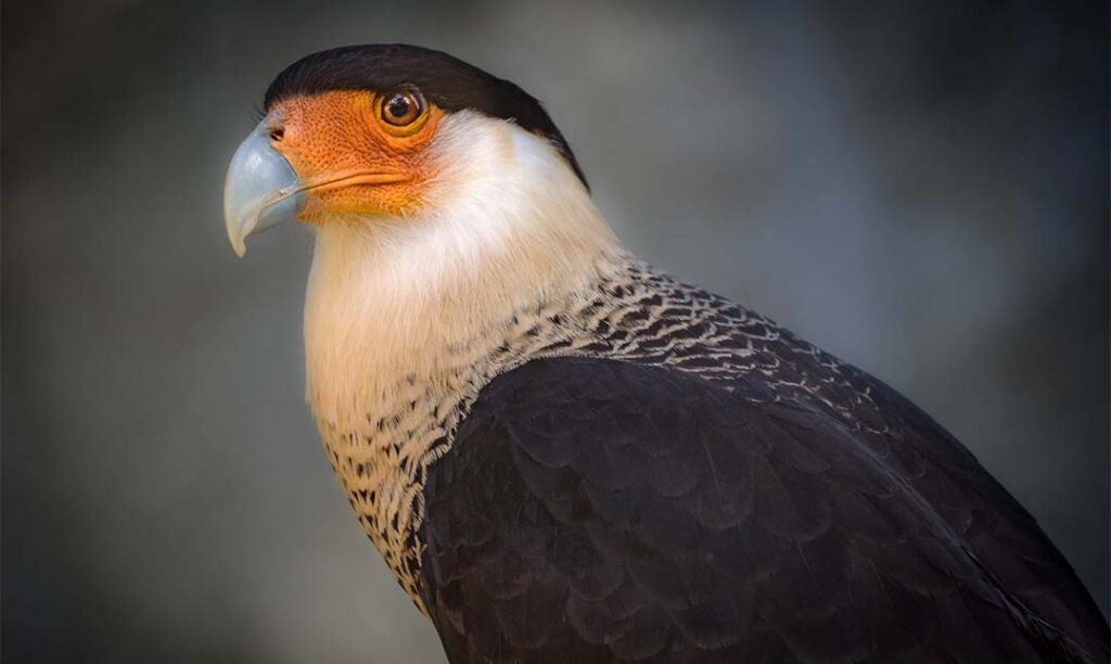 Crested Caracara | Los Angeles Zoo and Botanical Gardens (LA Zoo)