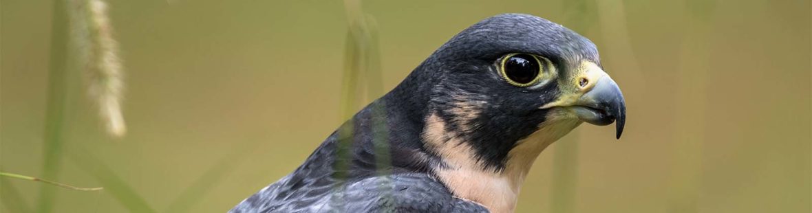 Peregrine Falcon | Los Angeles Zoo and Botanical Gardens (LA Zoo)