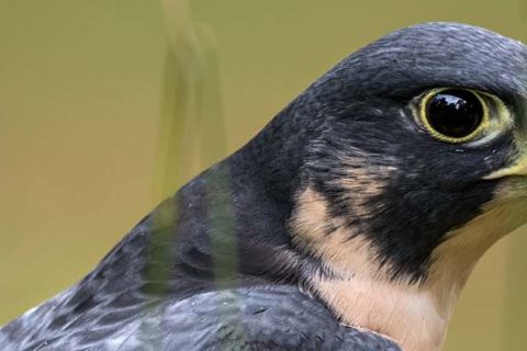 Peregrine Falcon | Los Angeles Zoo and Botanical Gardens (LA Zoo)
