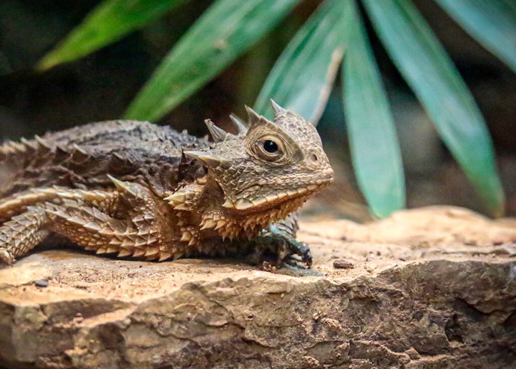 Springing Into Action - Los Angeles Zoo and Botanical Gardens (LA Zoo)